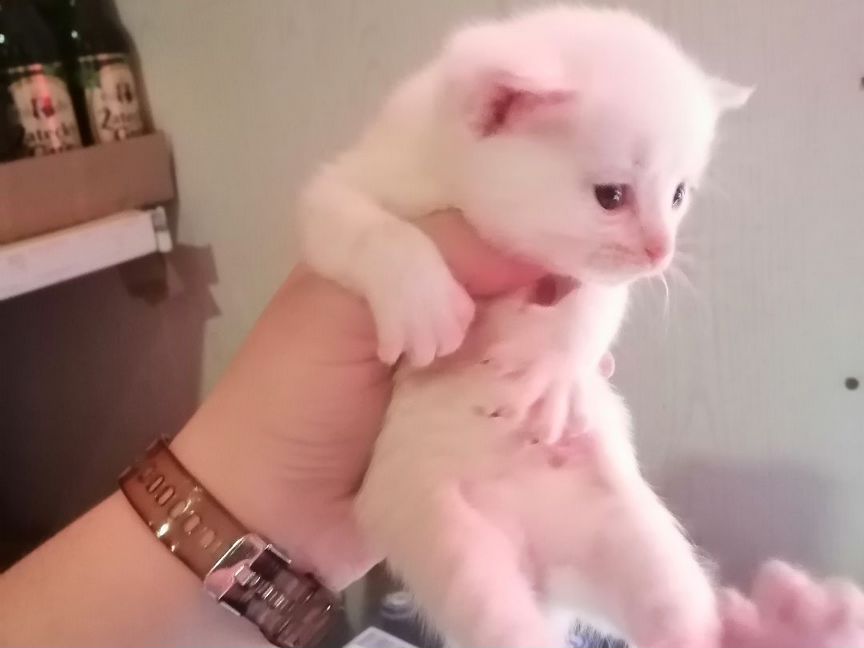 Котята