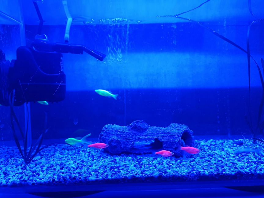 Отдам рыбок