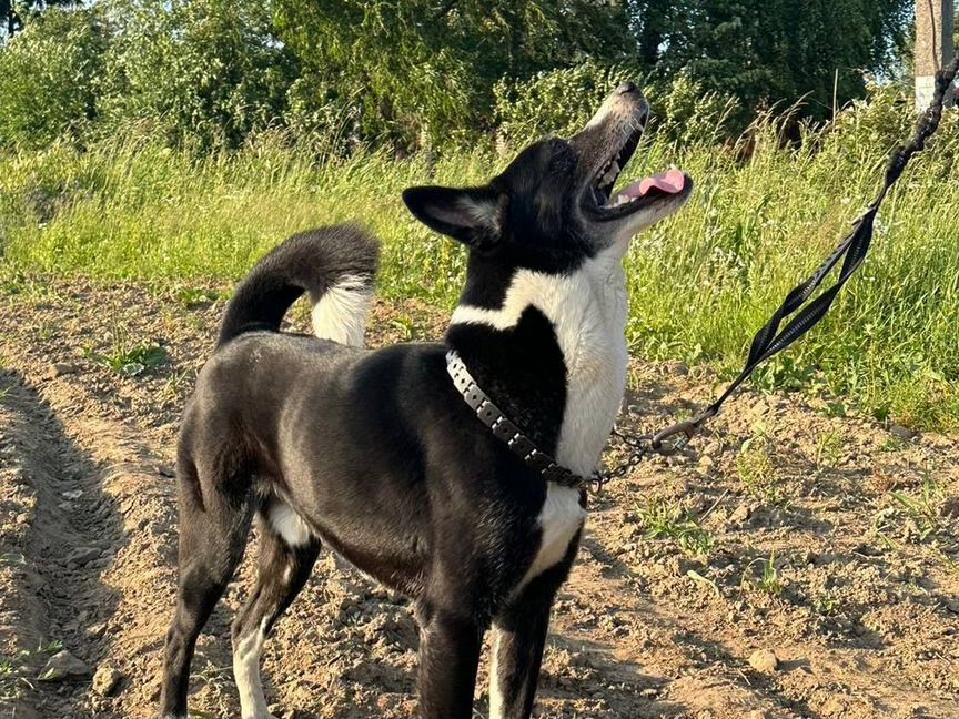 Собака в добрые руки отдам бесплатно