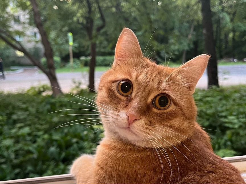 Потерялся кот