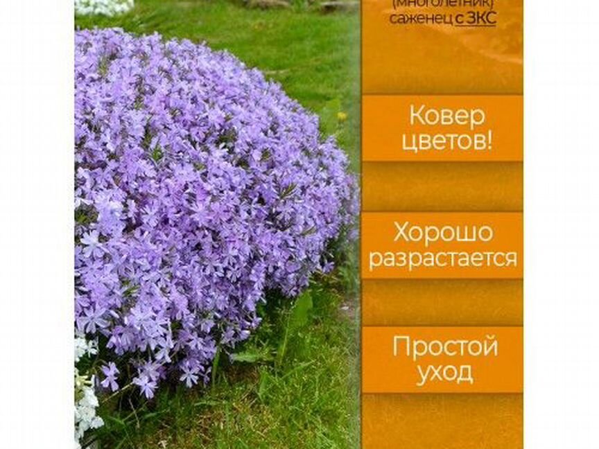 Флокс шиловидный Вилсон (Wilson) - саженец - делен