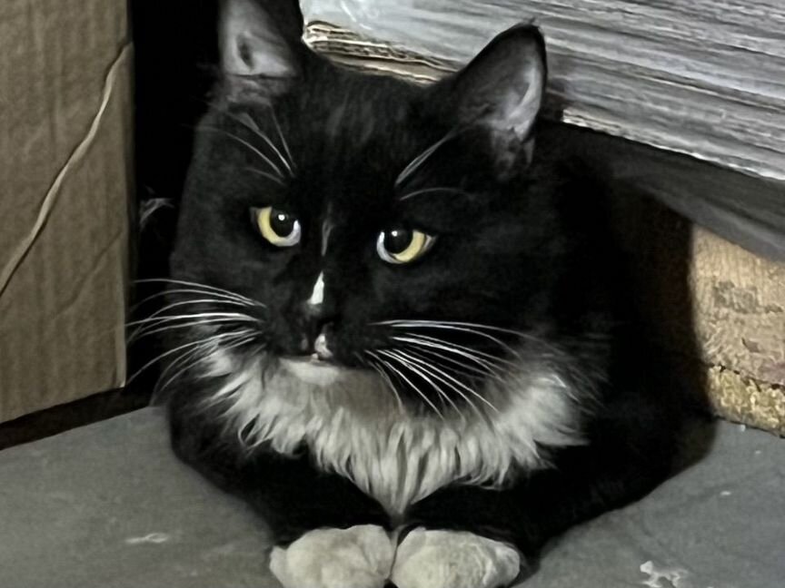 Котёнок