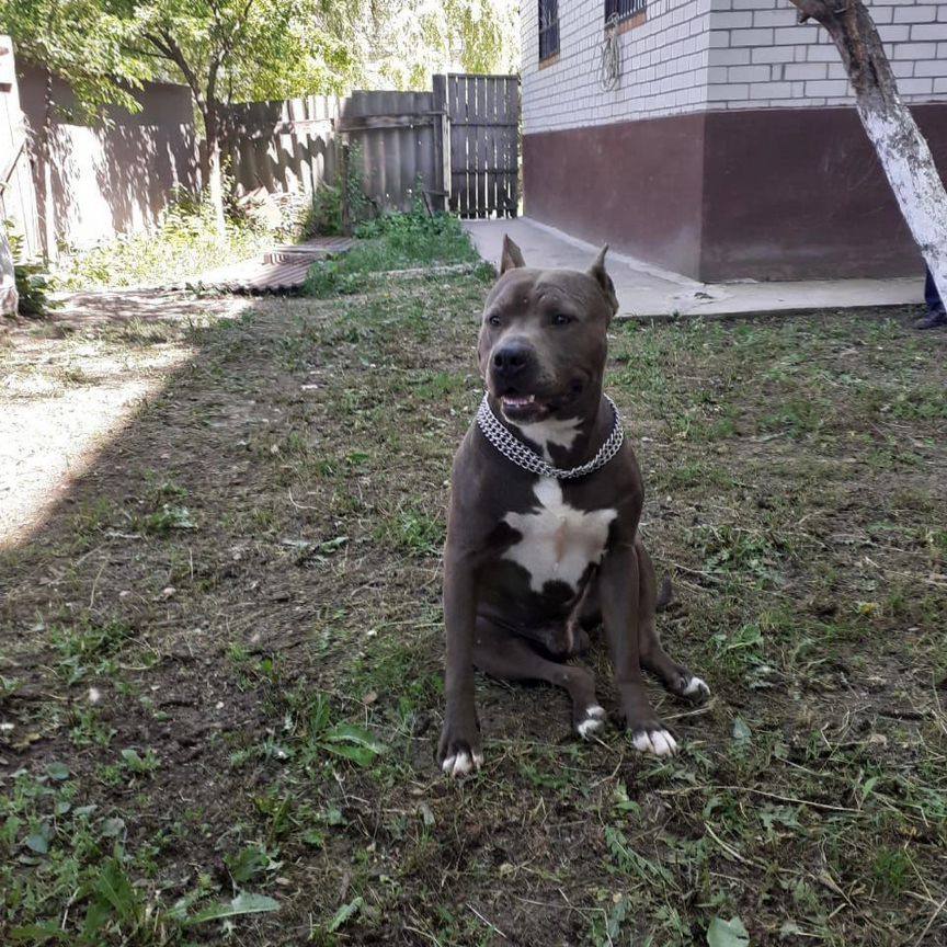 Стафорширский терьер