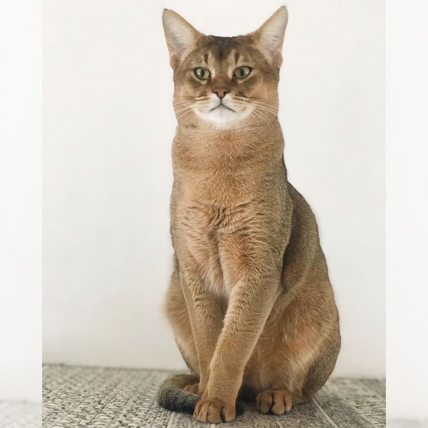 Кот, чаузиф2