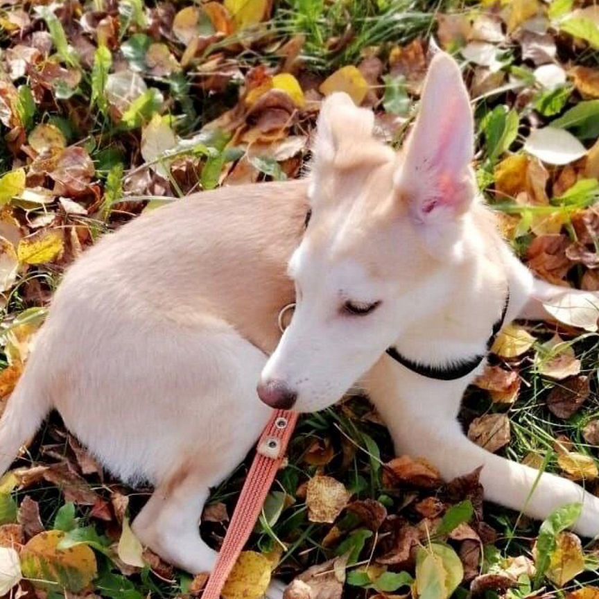 Славный сливочный щенок-мальчик