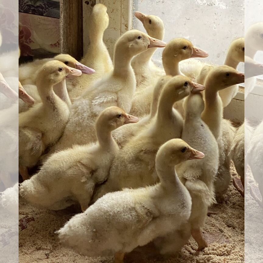 Утята ст 53 подрощенные