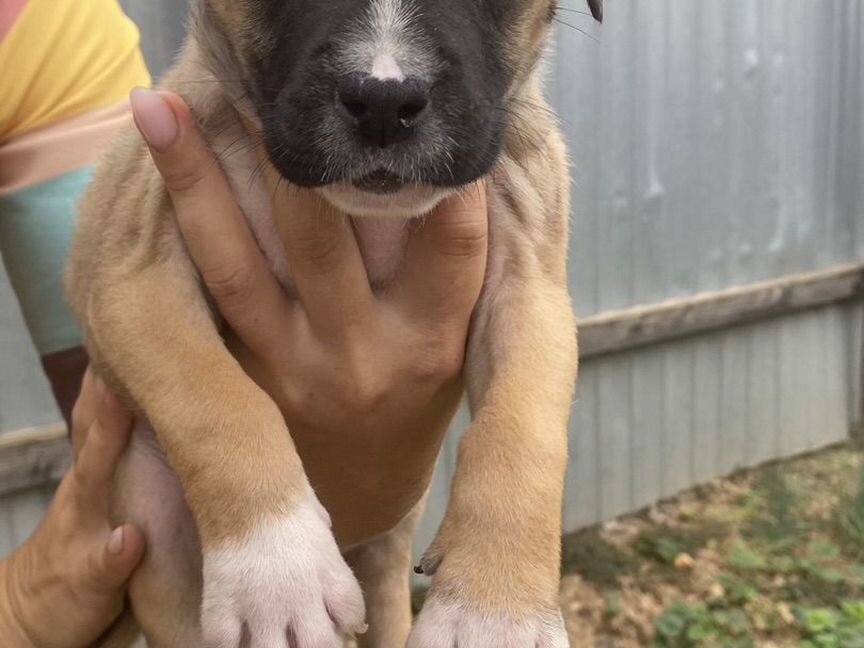 Американский стаффордширский терьер