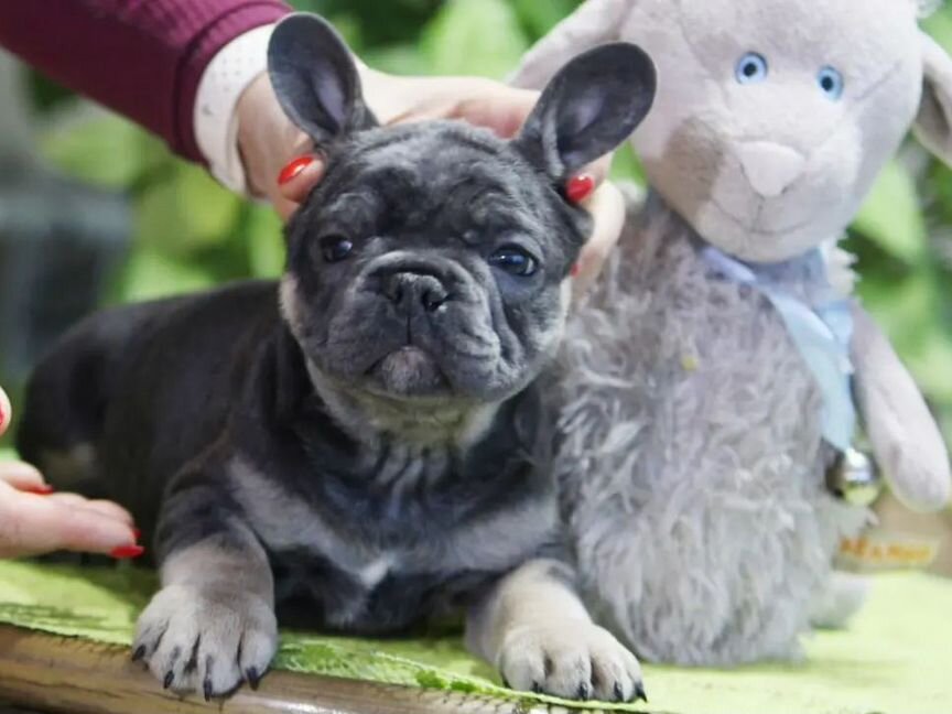 Девочка француженка