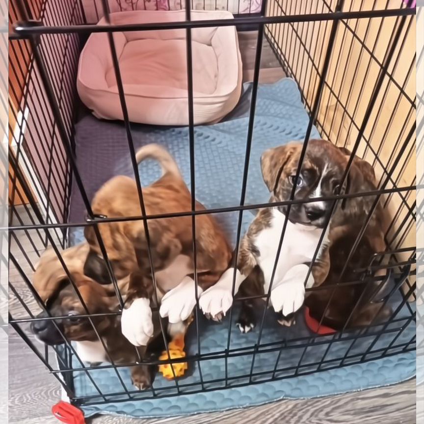 Французский бульдог, щенок