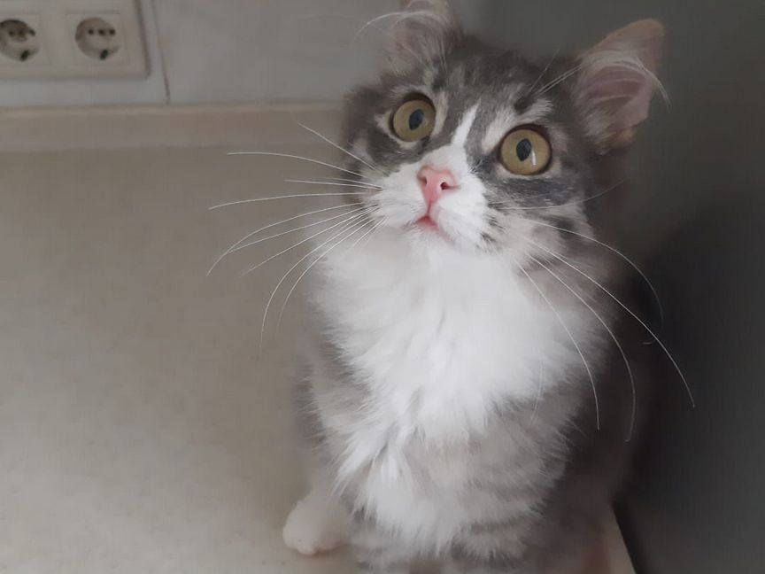 Маленькая принцесса