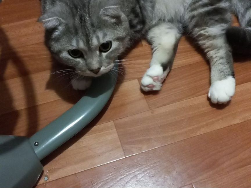 Кот