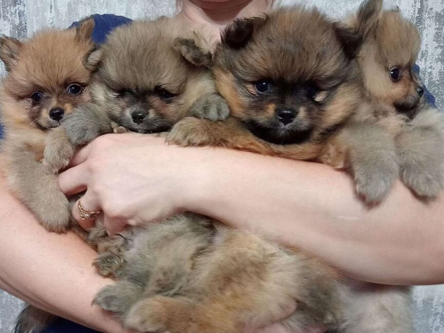 Комочки счастья