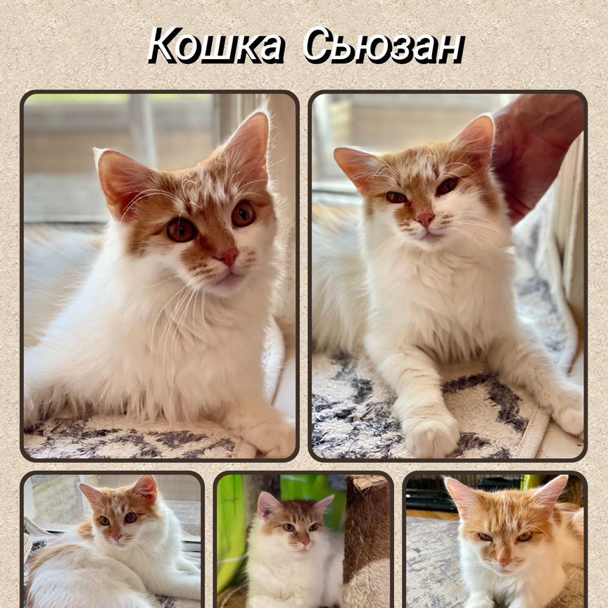 Кошка Сьюзан породы турецкий ван