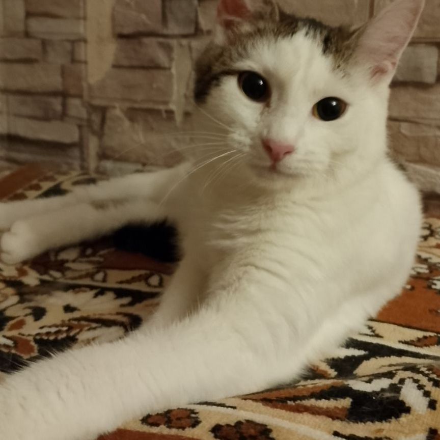 Анатолийский котёнок