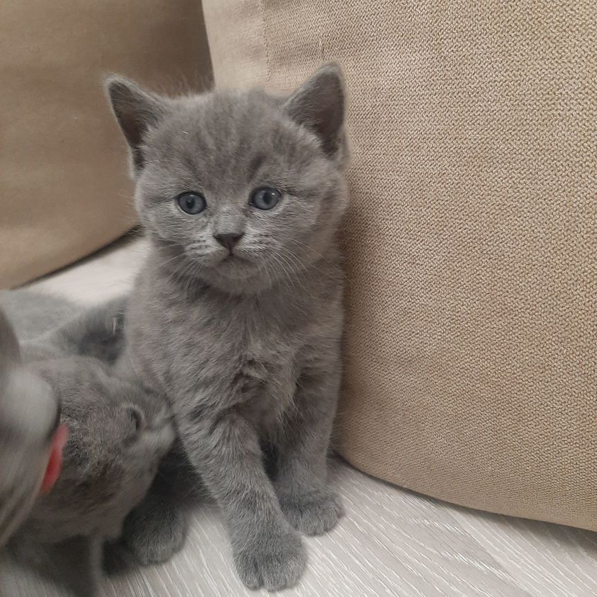 Котята в ответственные руки