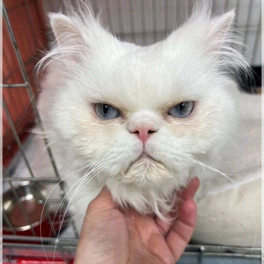 Котики бесплатно