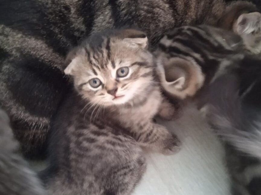 Шотландские вислоухие котята