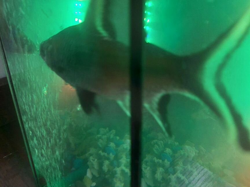 Аквариумные рыбки