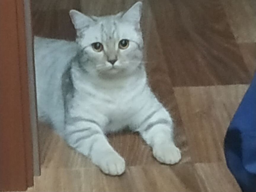 Кошки