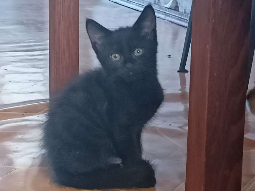 Котята в добрые руки приучены к лотку