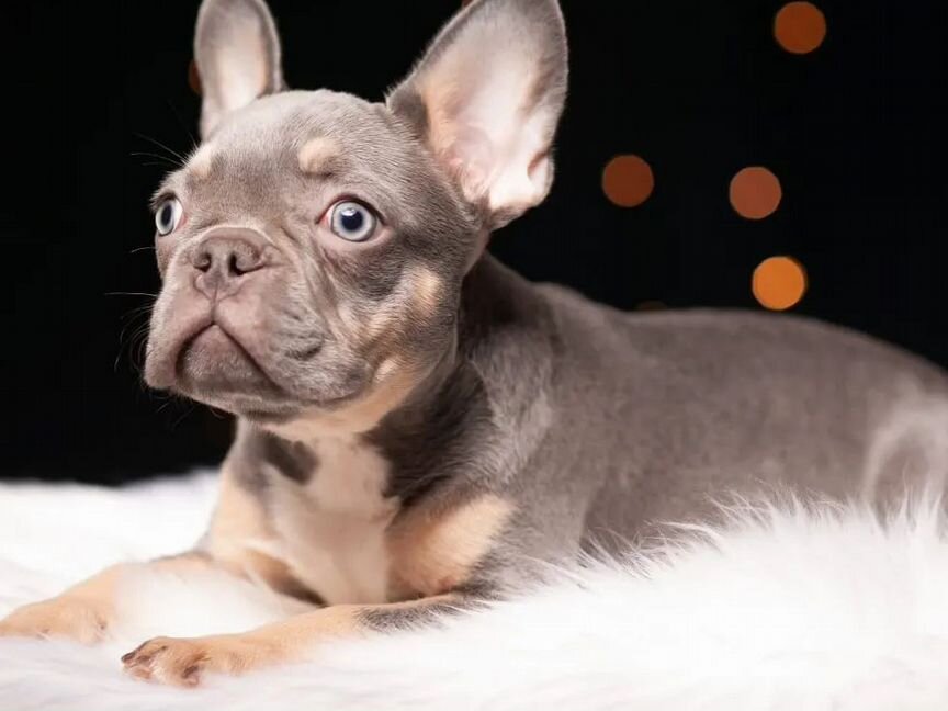 Французский бульдог