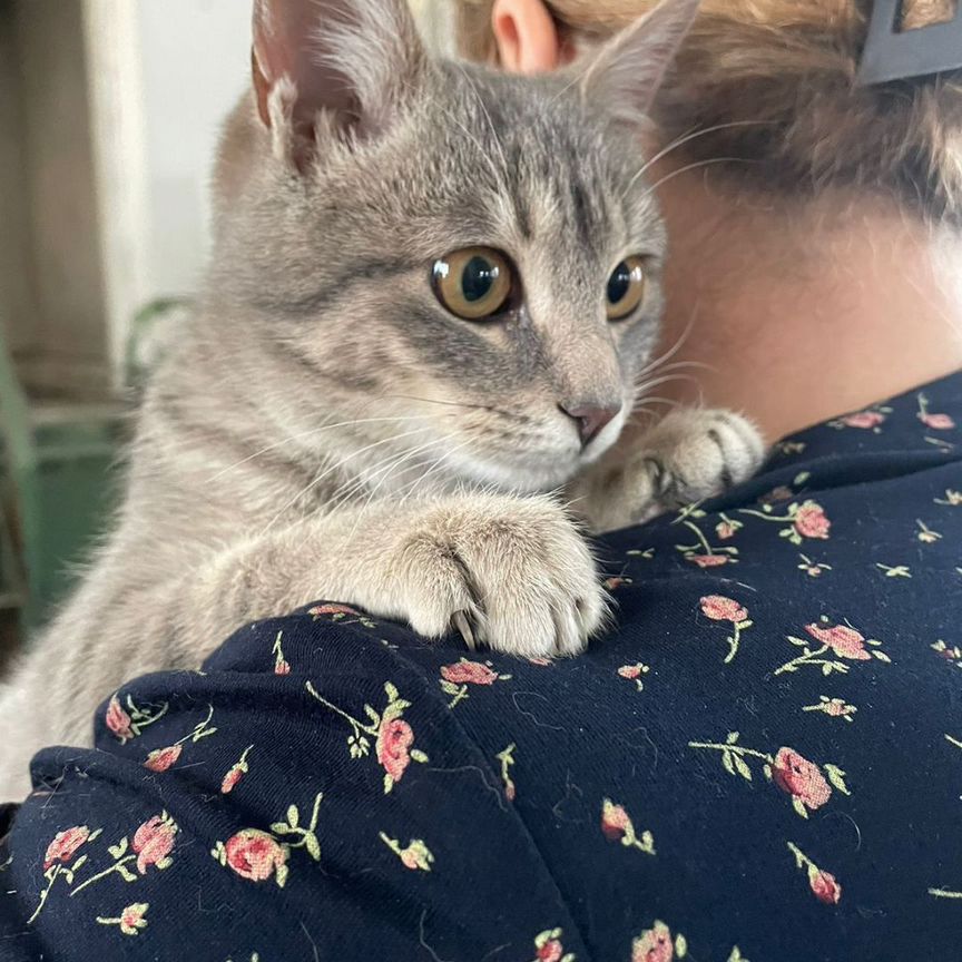 Котенок мальчик 5 месяцев