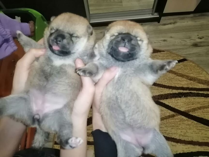 Сиба ину щенки