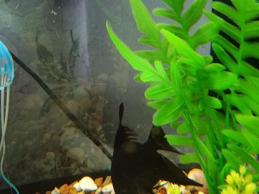 Аквариумные рыбки бесплатно