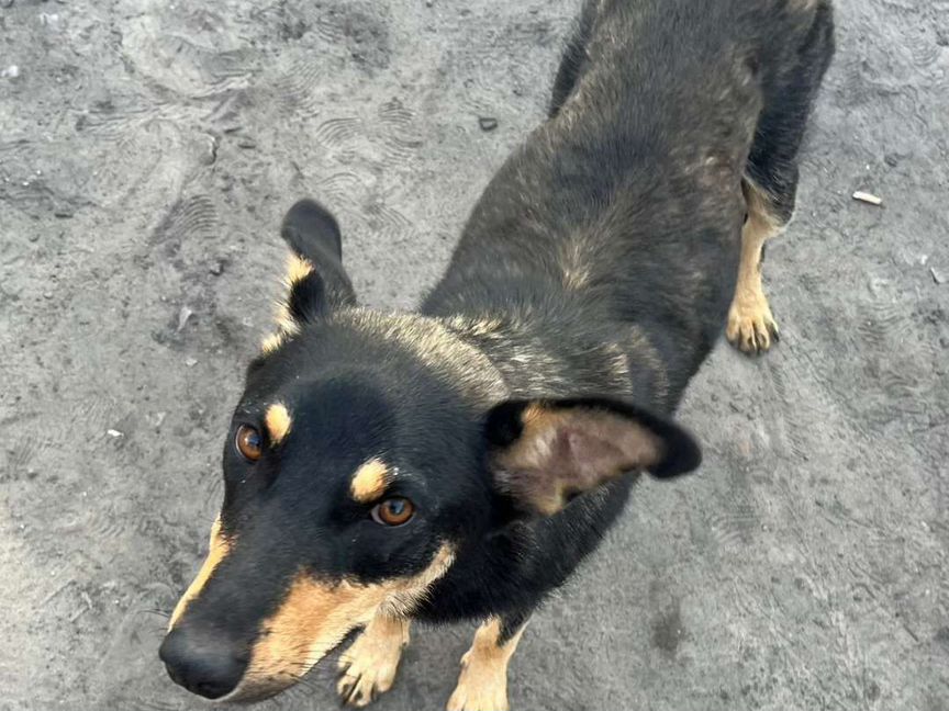 Отдам собаку в добрые руки