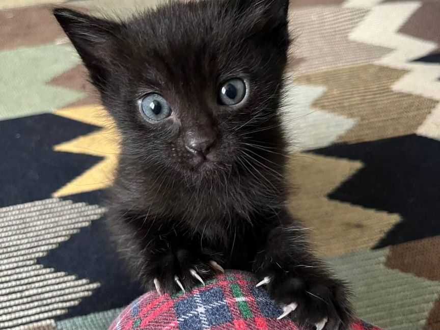 Котята