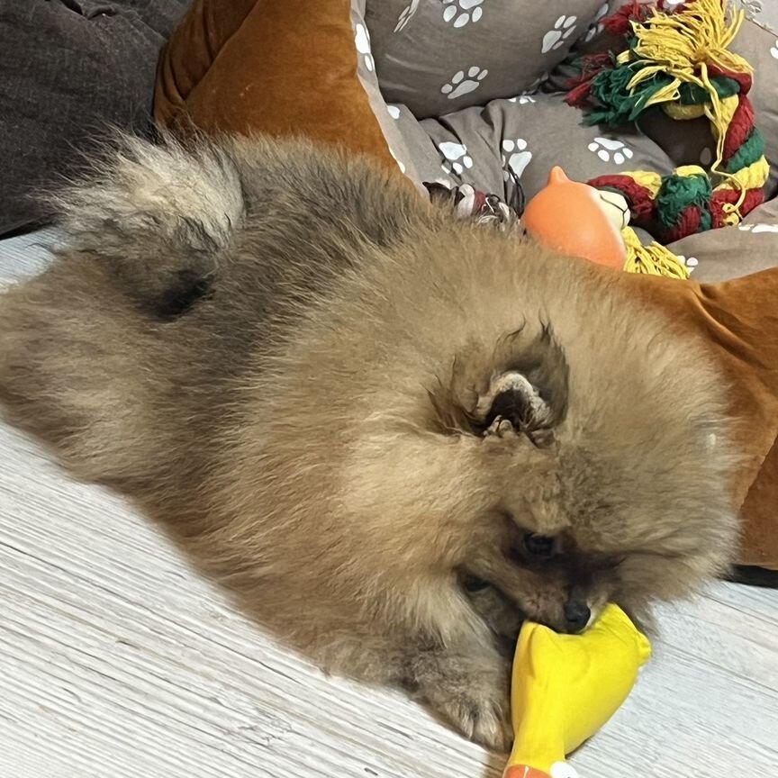 Померанский шпиц, щенок