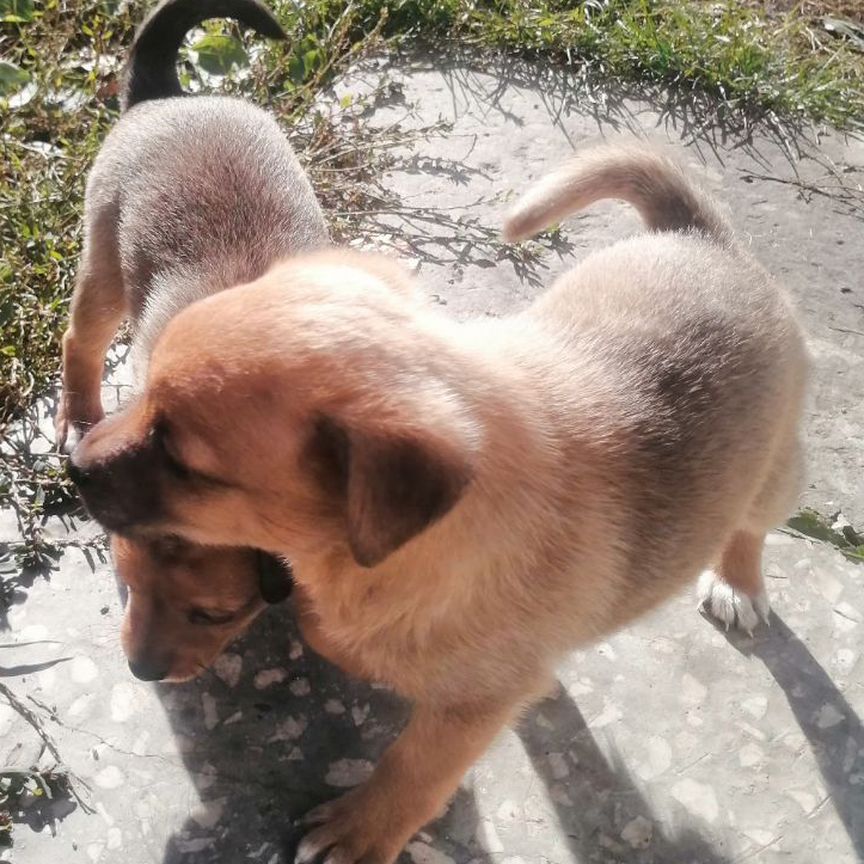 Шпиц терьер