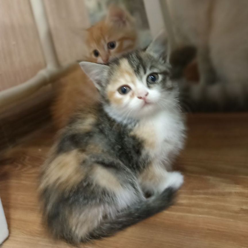 Шотландская экзотическая