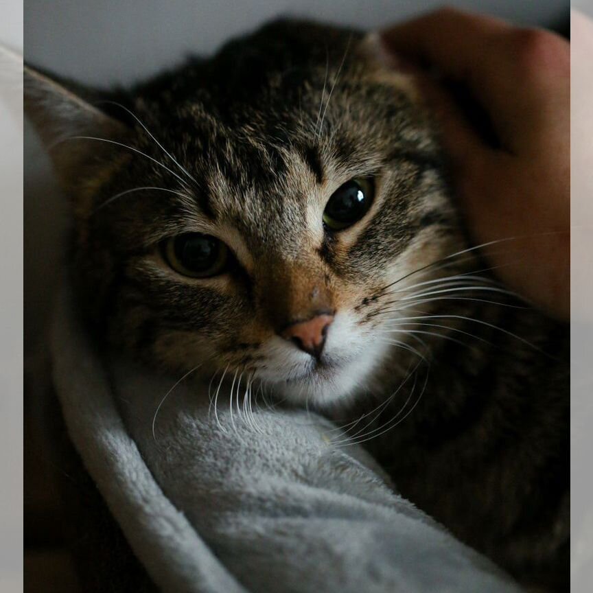 Молодой котик по имени Бублик (около 1 года)