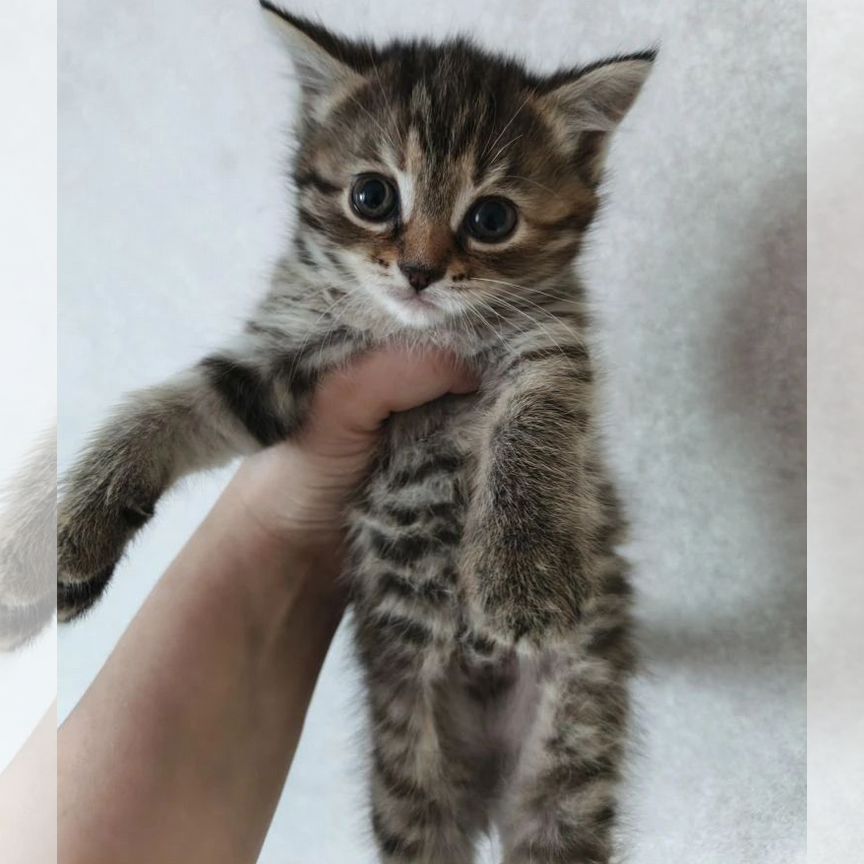 Британский короткошёрстный котёнок