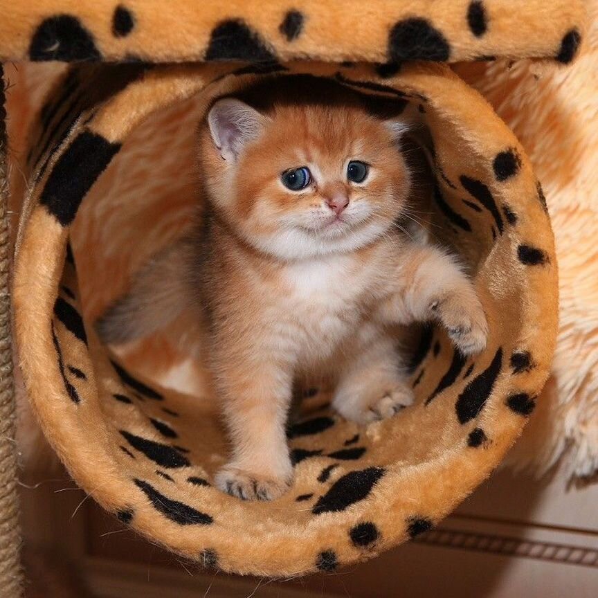 Кот