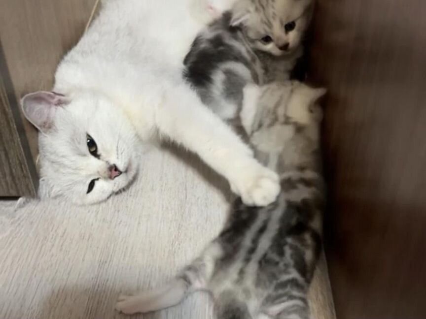 Мраморные шиншиллы британские