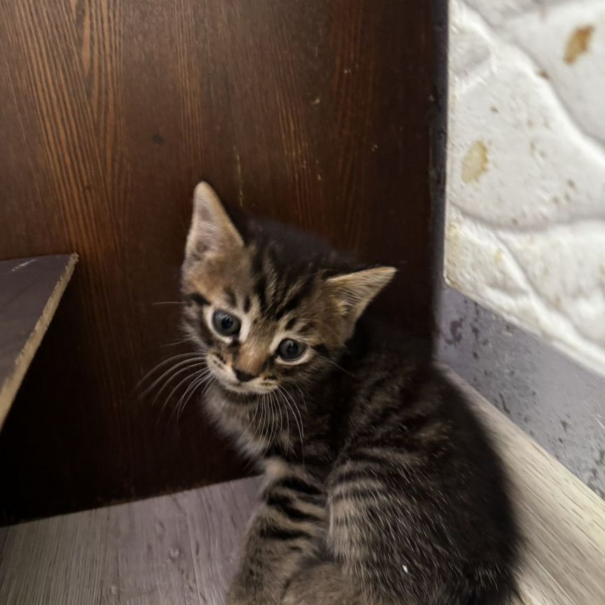 Курильский бобтейл