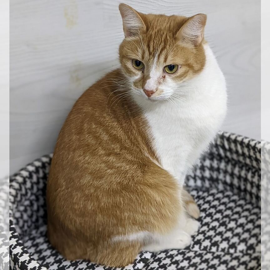 Взрослый кот в добрые руки