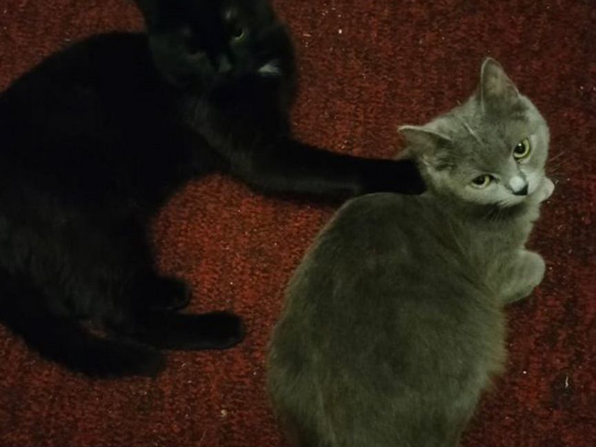Котята-котишки