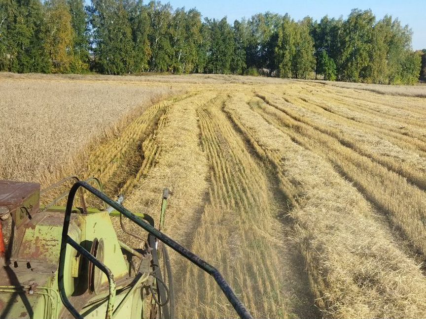 Зерно пшеница