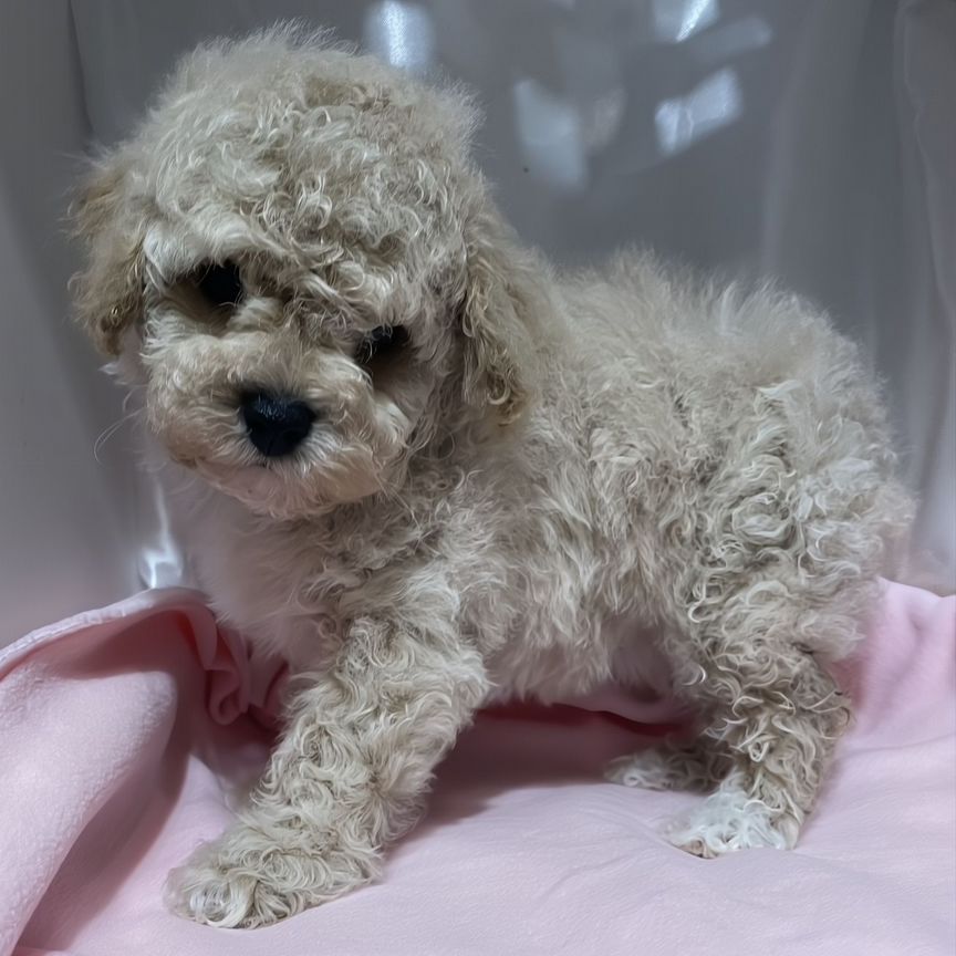 Мальтипу, щенок