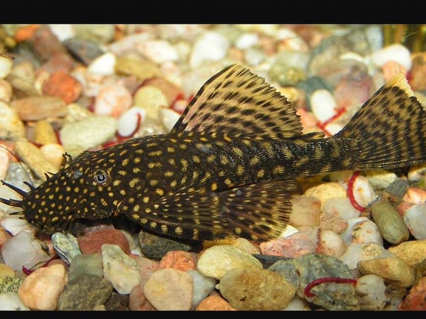 Анциструс обыкновенный