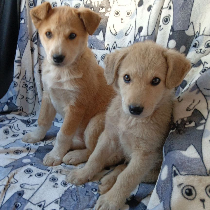 Щенки в добрые руки, привезу