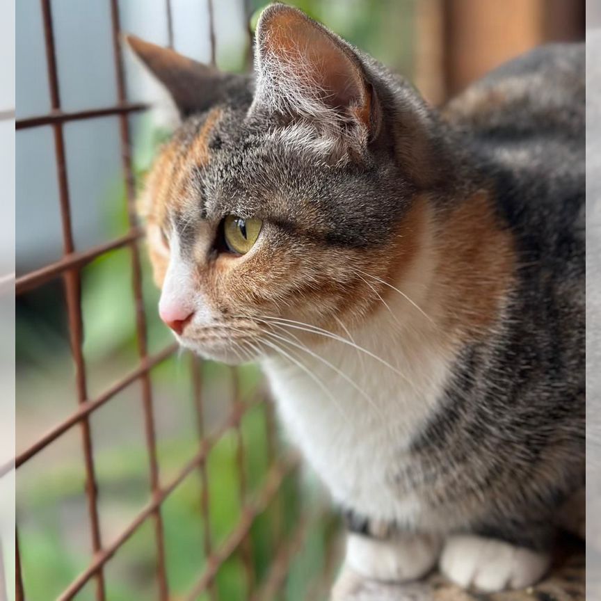 Взрослая, кошка в добрые руки