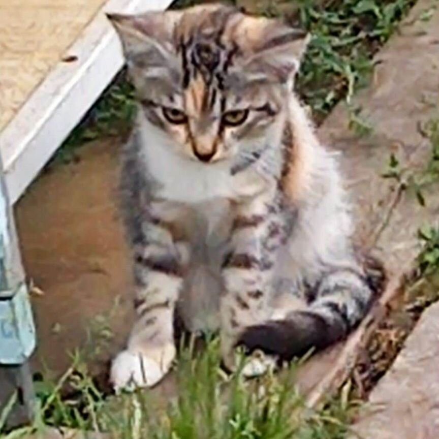 Кисуля-малышка ищет семью