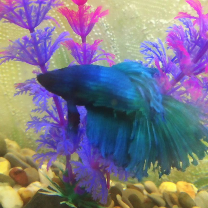 Рыбка петушок