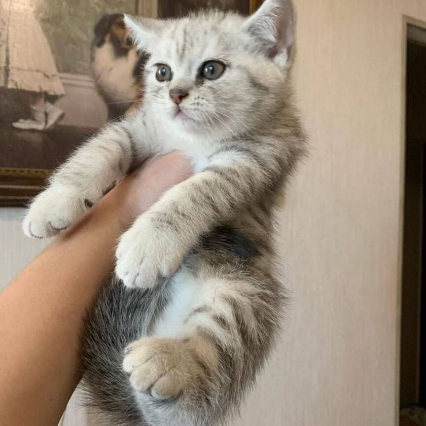 Британский котик