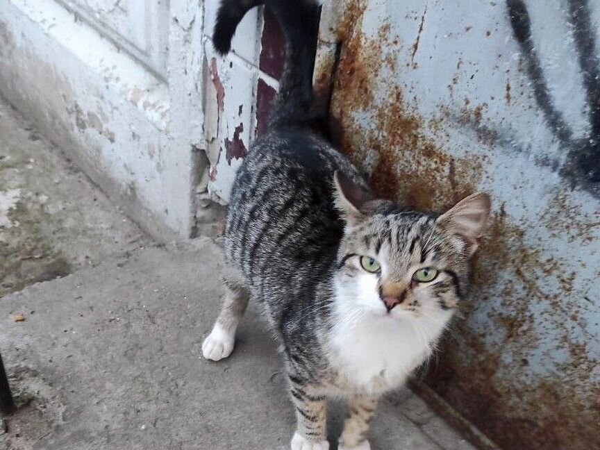 Ласковый котёнок в хорошие руки