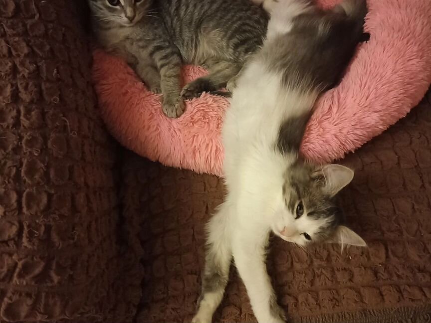 Девочка Пуша